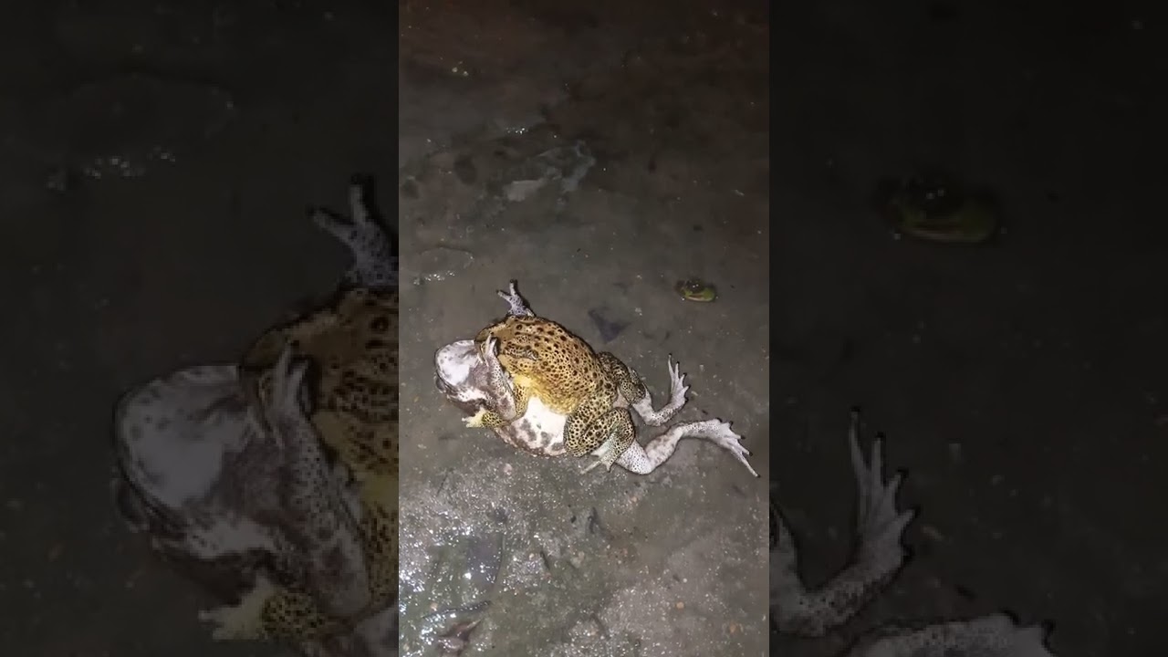 Frog fight🐸🐸🐸🐸 - YouTube