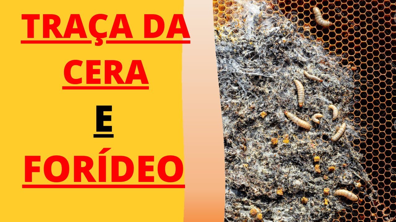 TRAÇA E FORÍDEO - YouTube