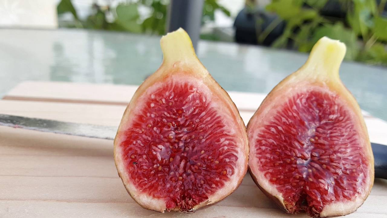 Col De Dame Grise Fig - YouTube