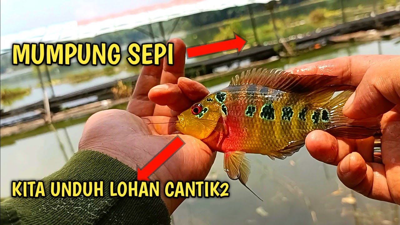 MANCING IKAN RED DEVIL DAN LOHAN DI BELAKANG LAPAK‼️GACOR‼️INI UMPAN ...