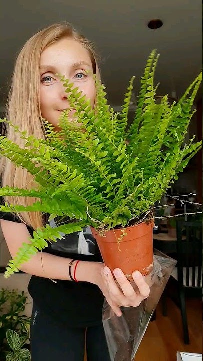 🌿 Шикарный папоротник НЕФРОЛЕПИС ГРИН ЛЕДИ #нефролепис #папоротник # ...