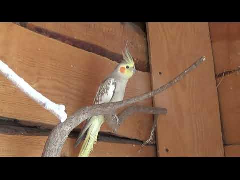 przegląd budki u nimfy, Parrot Cockatiel (Nymphicus Hollandicus) - YouTube