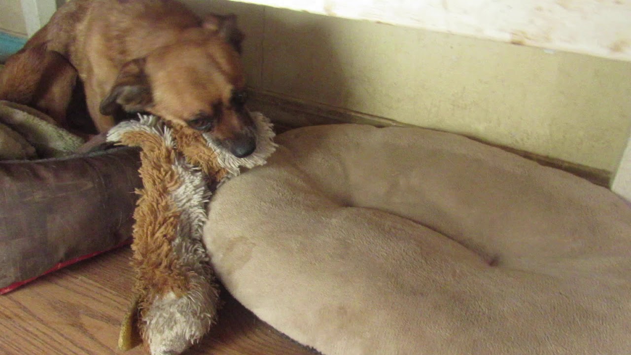 Video of adoptable pet named Reese - YouTube