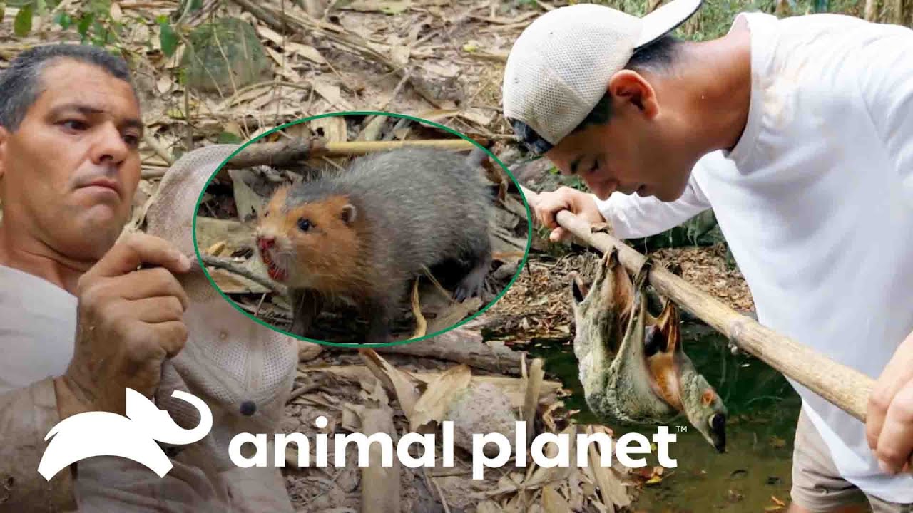 Los increíbles animales que sorprendieron a Frank | Wild Frank | Animal ...