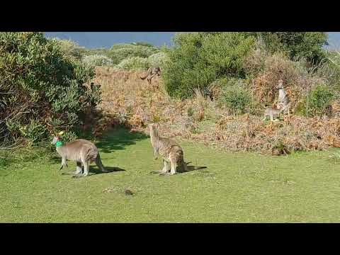 Wildlife of Wilsons Prom - YouTube