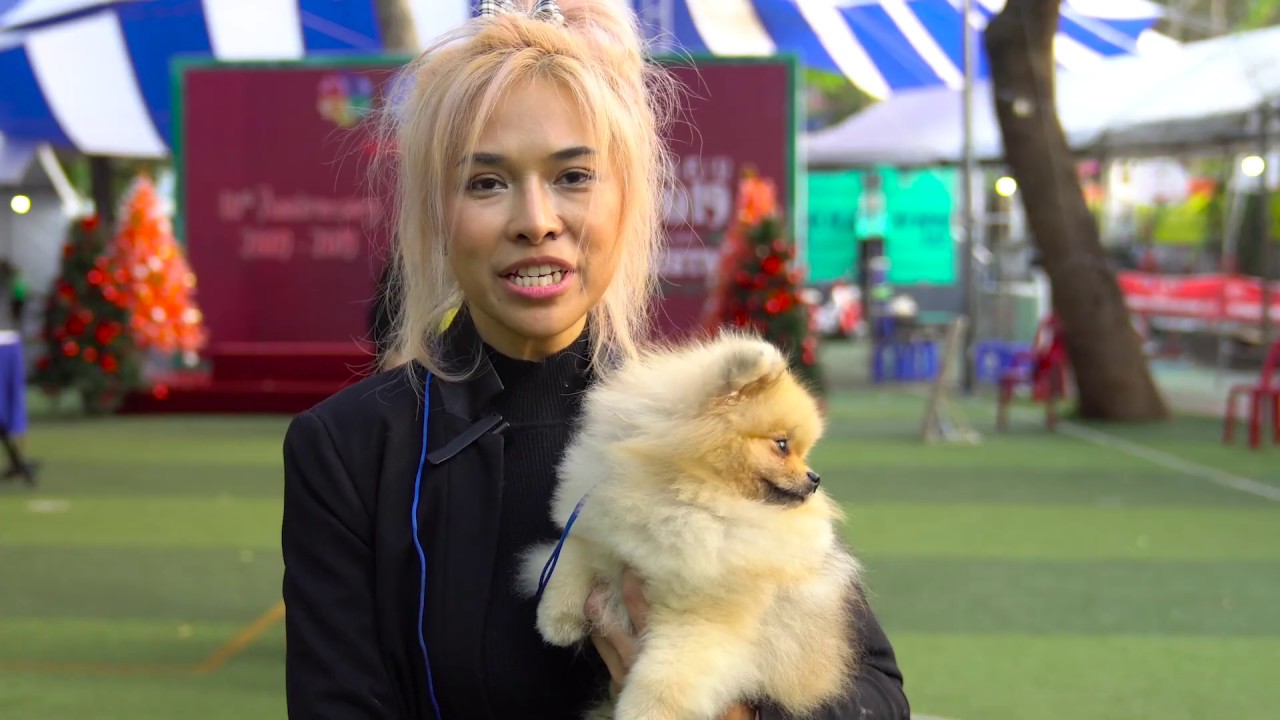 VIETNAM CHAMPIONSHIP DOG SHOW 2019 | VKA OFFICE - YouTube