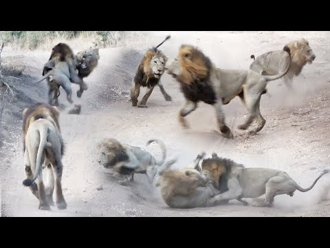 Another Episode in LION WARFARE