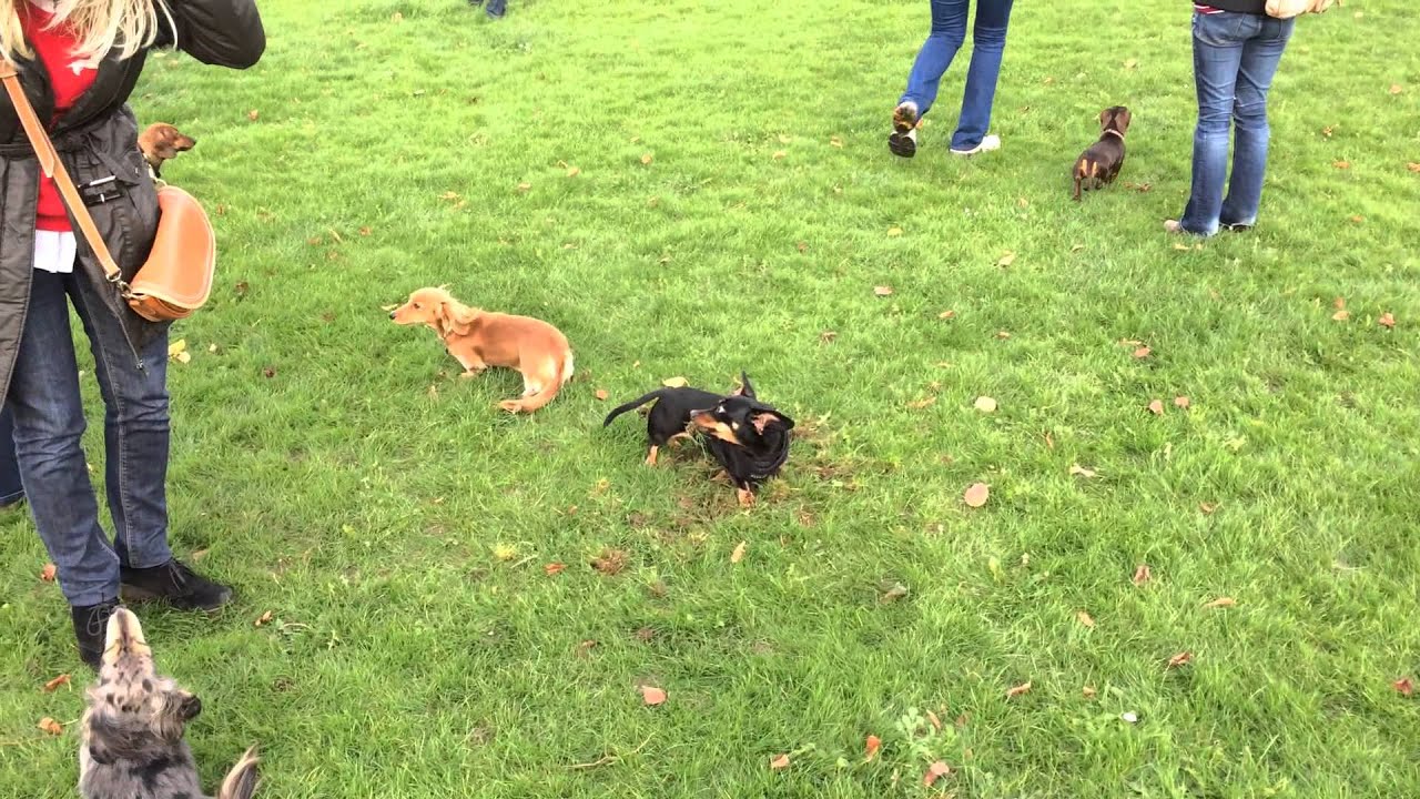 Dachshund Digging - YouTube