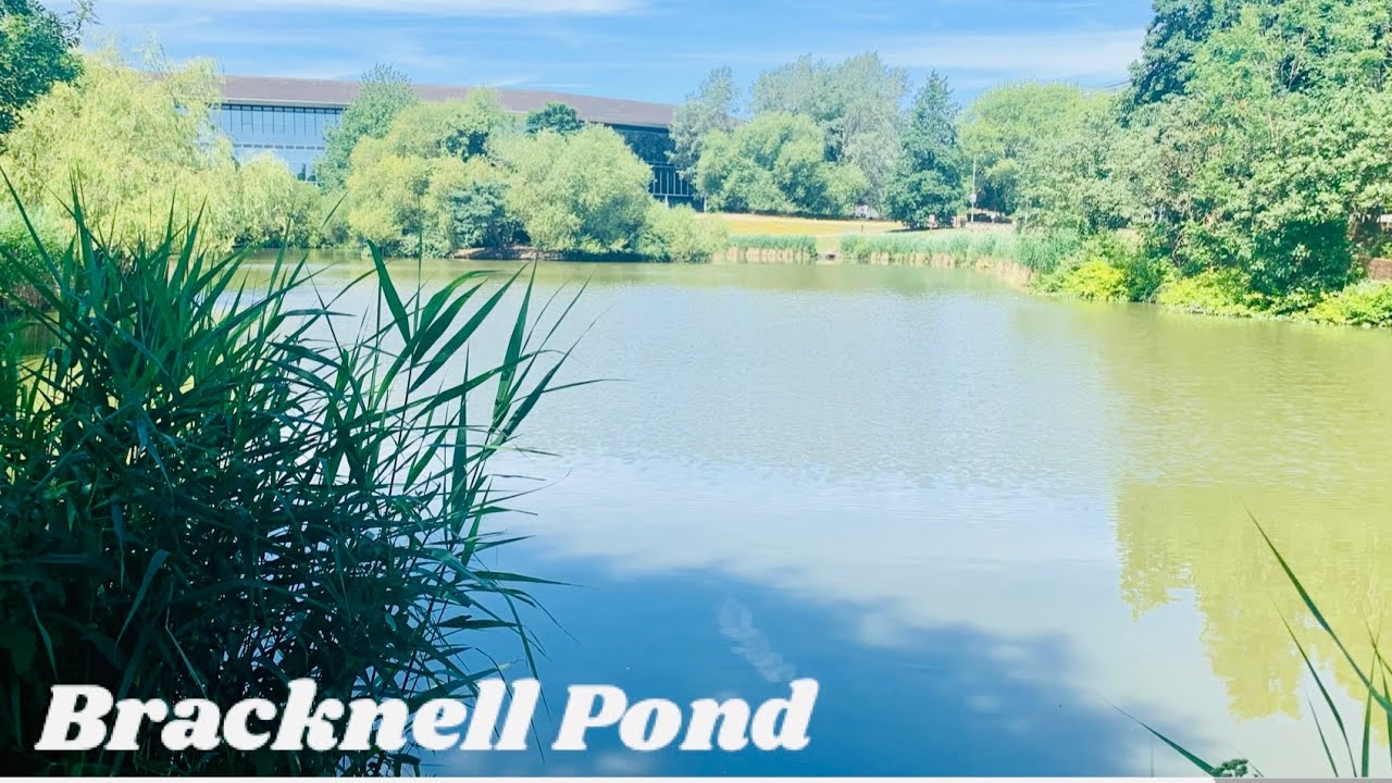Bracknell Pond and Ducks | Ducks crossing the road - YouTube