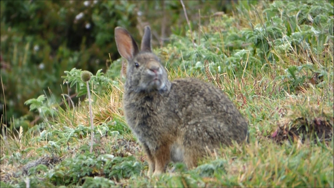 Conejo tropical (Sylvilagus brasiliensis) en Tambo Cóndor - YouTube