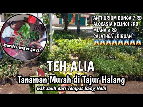 Tanaman Murah di Tempat Teh ALIA Tajur Halang || Deket banget dari ...