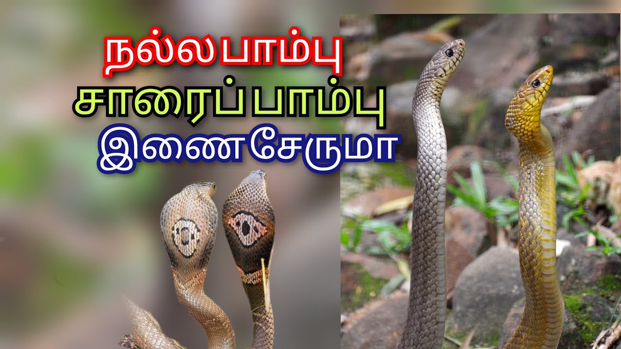 சாரைப்பாம்புடன் நல்லபாம்பு|இணை சேருமா⁉️ முழு தகவல்கள் #snake #cobra ...