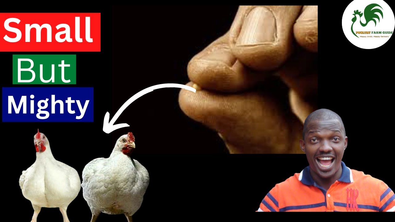 Mustard Seeds: The Magic Ingredient for Broiler Growth - YouTube