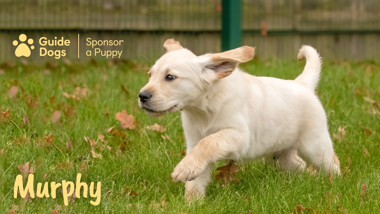 Meet our latest Sponsor a Puppy trainee Murphy | Accessible version ...