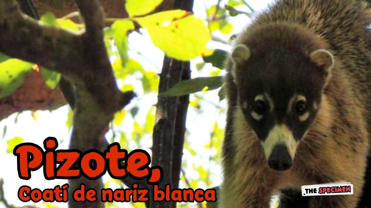El Pizote ó coati de nariz blanca // Procyonidae; Nasua narica - YouTube