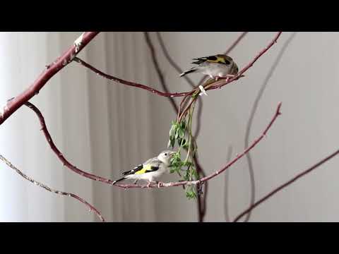 mutasyon saka tüy dönemi bakımı semiz otu