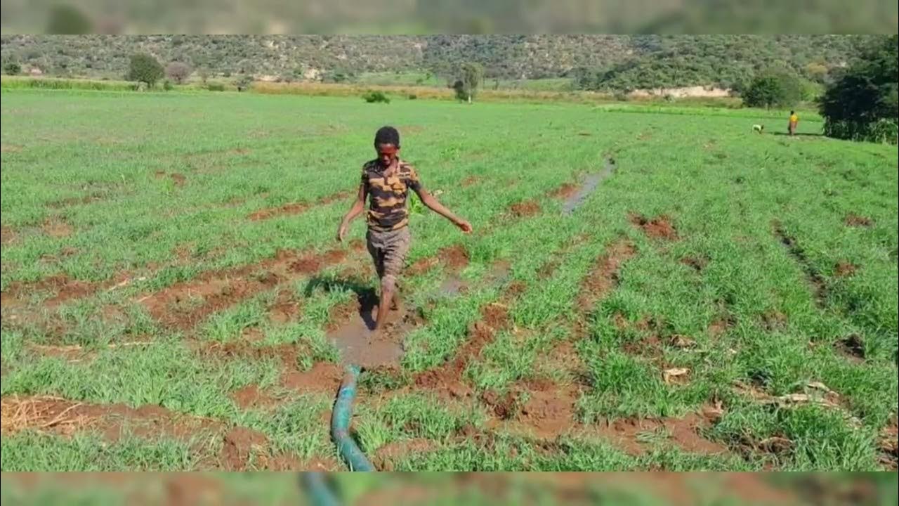 Gola Odaa, Qumbii fi Mayyu - YouTube