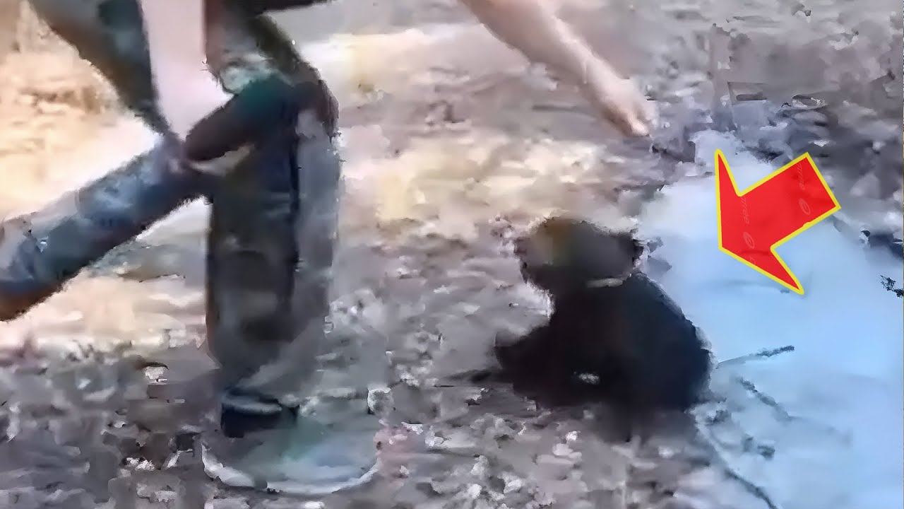 A man rescued an orphaned bear cub and brought it home, scaring the ...