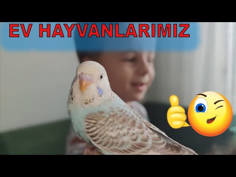 Ev Hayvanlarımızı Tanıtıyoruz :) | İsmail Asaf Yılmaz Oyunla Eğlence #kuş #balık #hayvanlar