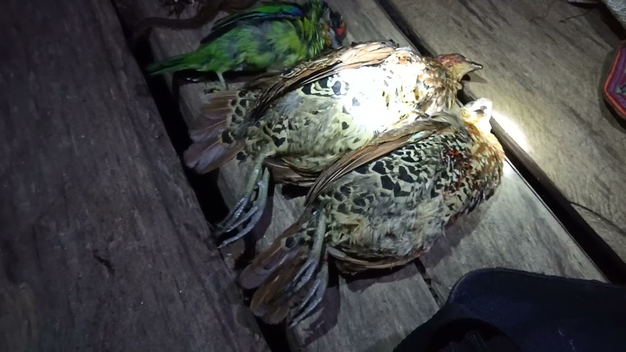 night hunting to catch bees and sell wild chickens (mus yos hmo ntuj ...