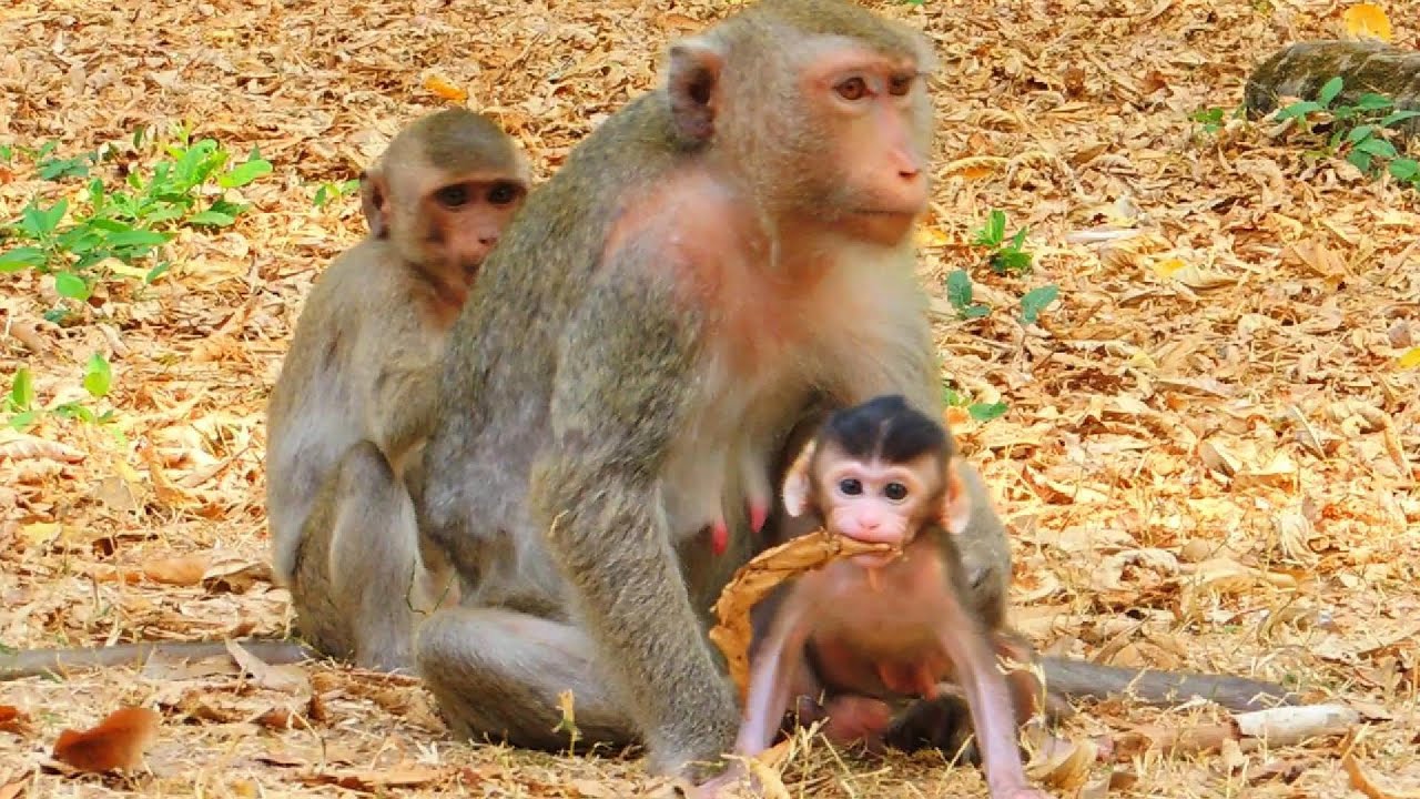 An adorable baby monkey trying to pick leaf with its mouth ...