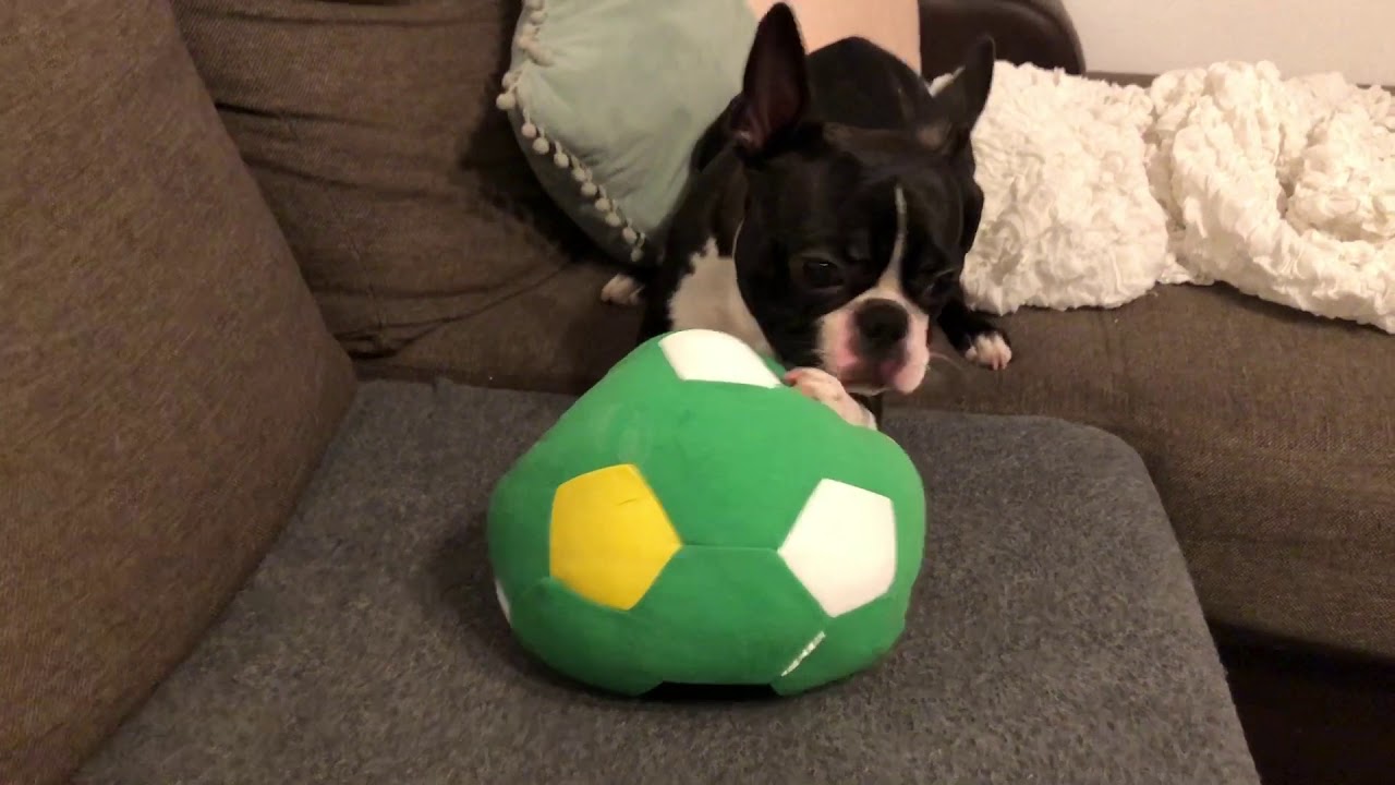 Boston terrier dog too excited to play with his new IKEA ball! - YouTube