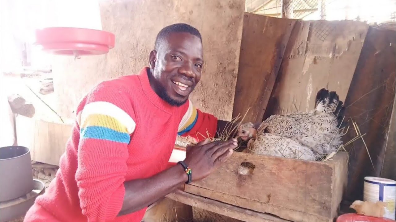 INCREASE YOUR LOCAL CHICKEN HATCHING ABILITY- How a hatching room looks ...