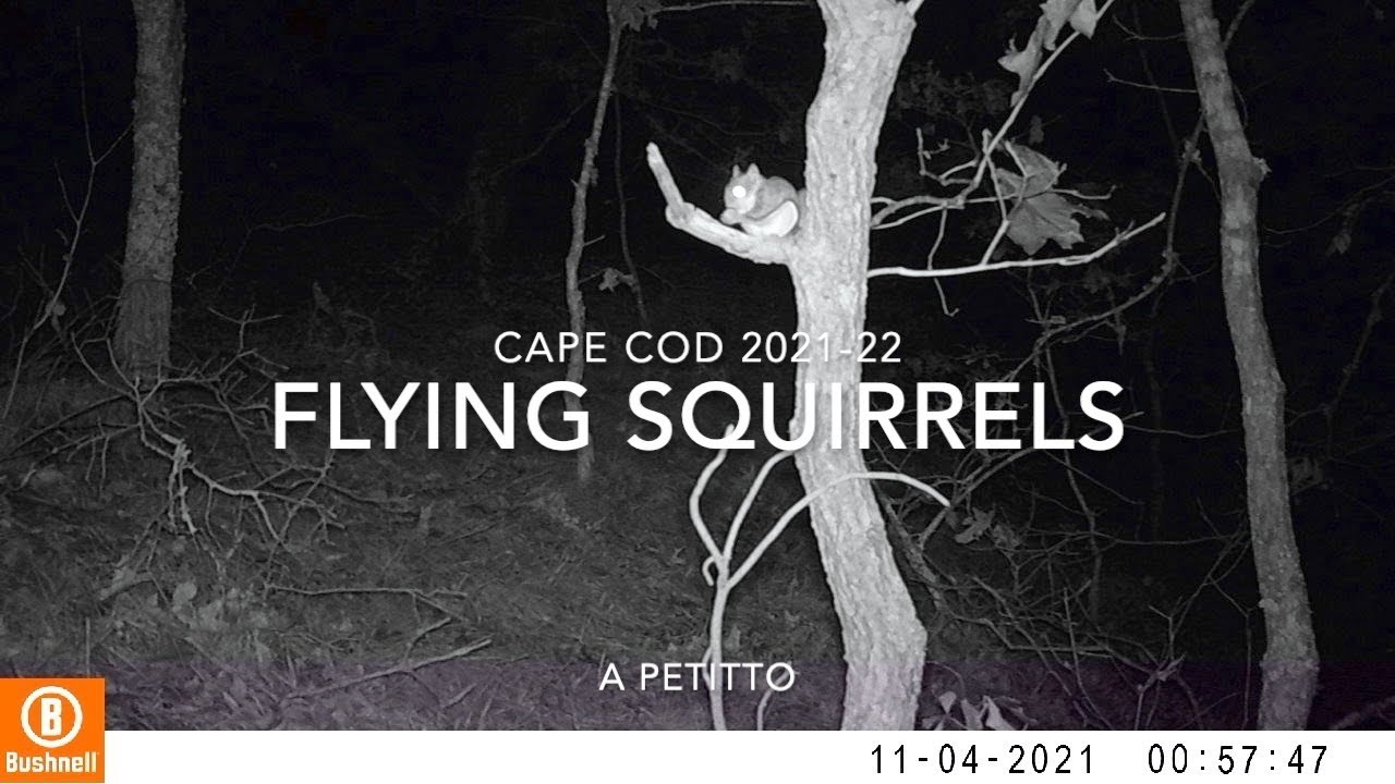 Flying Squirrels on Cape Cod - YouTube