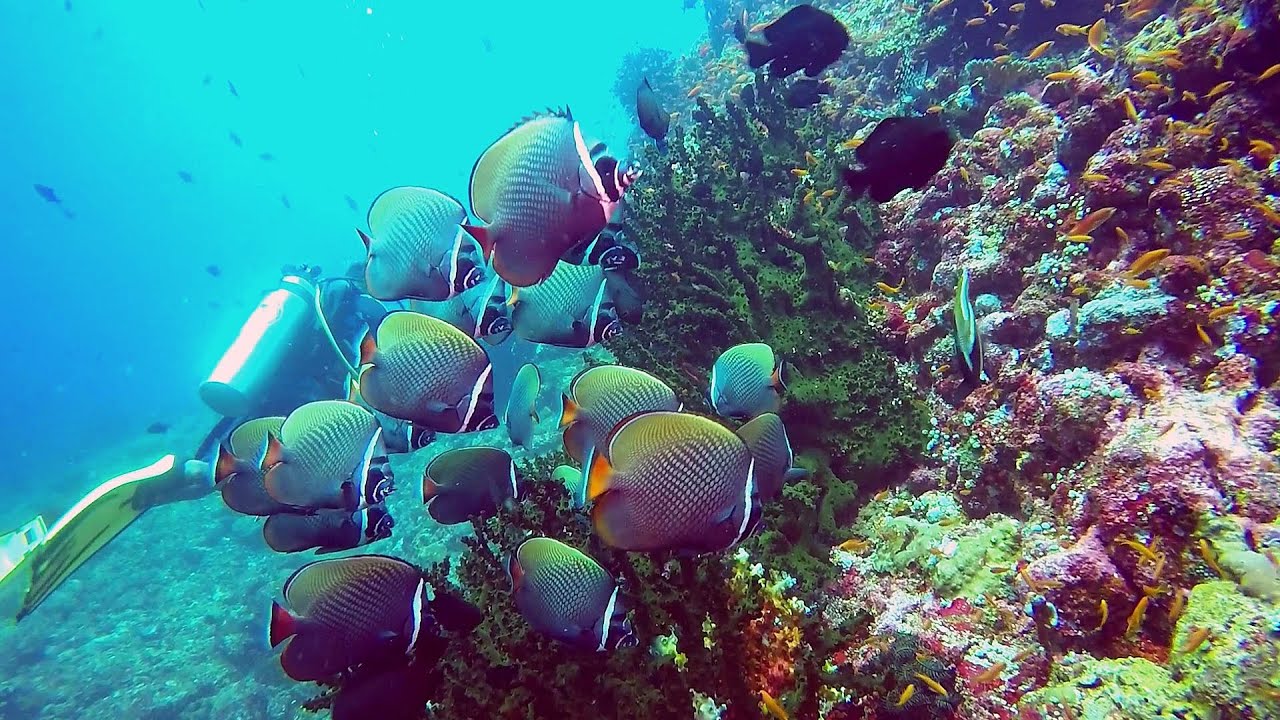 Scuba Diving in Pulau Weh, Indonesia - YouTube