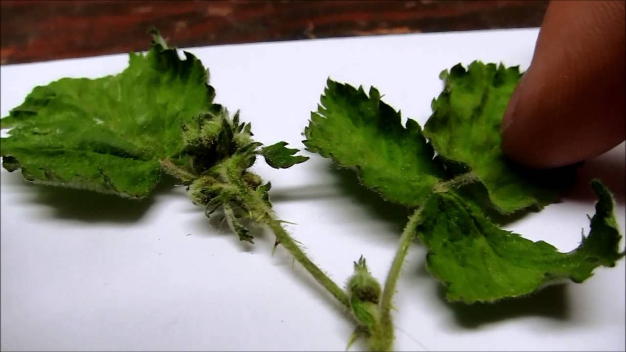 Raspberry plant has trichomes like cannabis? - YouTube