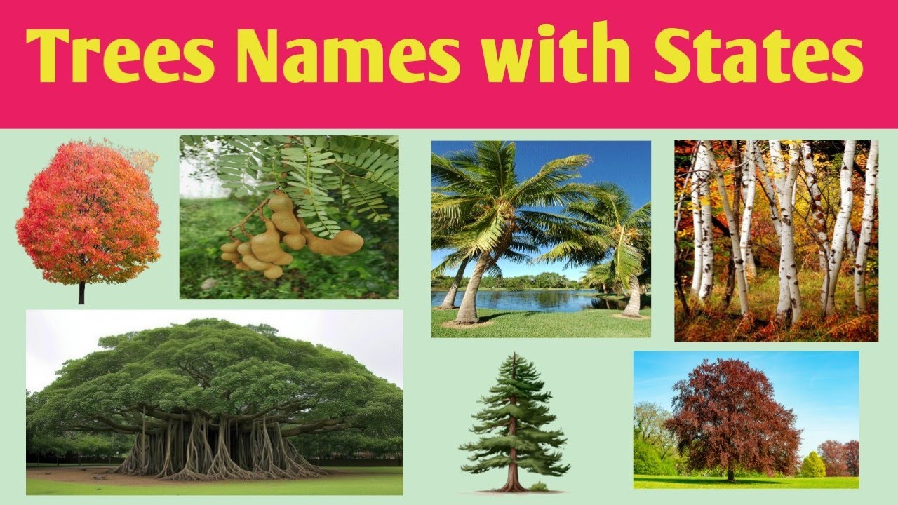 Trees Names with most common grow states names in English / Trees Names ...