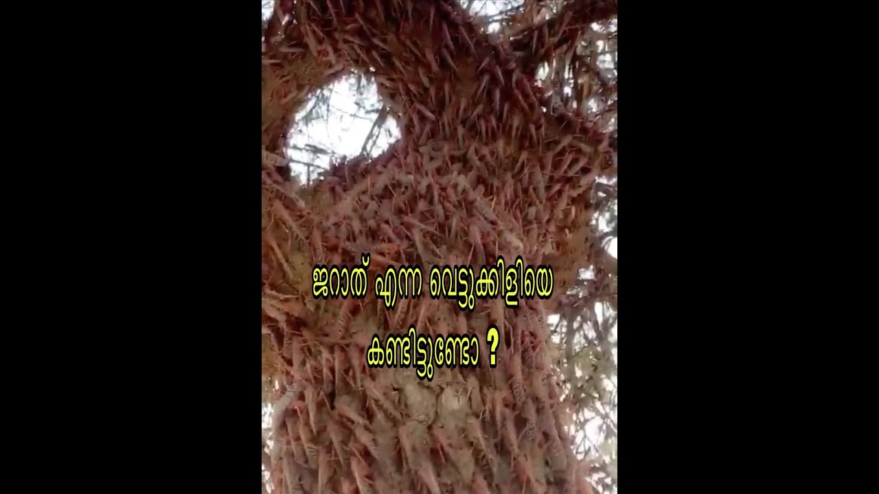 Jarad bird in bahrain|ജറാത് വെട്ടുക്കിളി - YouTube