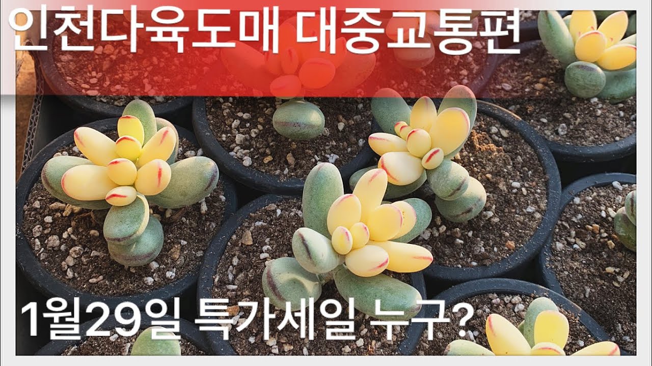 Live2부 라이브방송 인천다육도매 대중교통편 택배안됩니다채팅참여 국민다육이창종류화분30 할인중입니다 1월29일 특가세일 다육이 소개합니다 Youtube