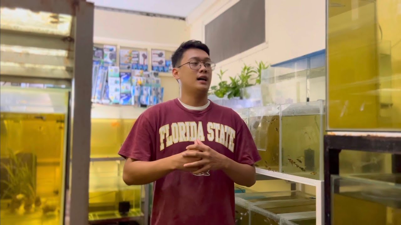 Fish Room Restock 500pcs Glo Tetra & LongFin Butterfly Koi - YouTube