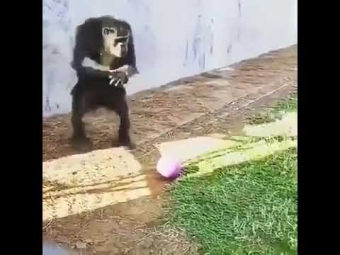 Macaco batendo palmas - YouTube