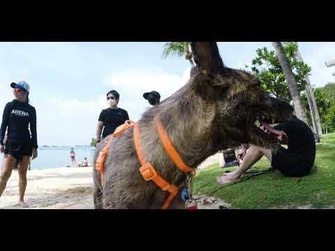 Christmas Sentosa Run 2021 - YouTube