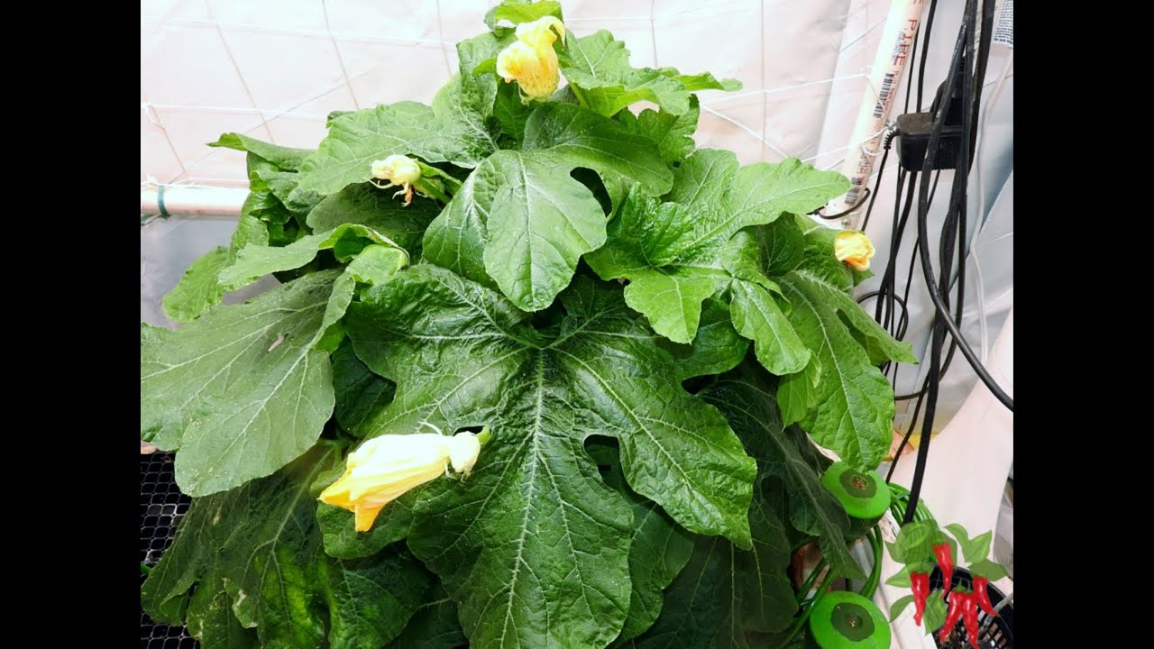 How To Grow Hydroponic Table Queen Squash Week 7 Flowering - YouTube
