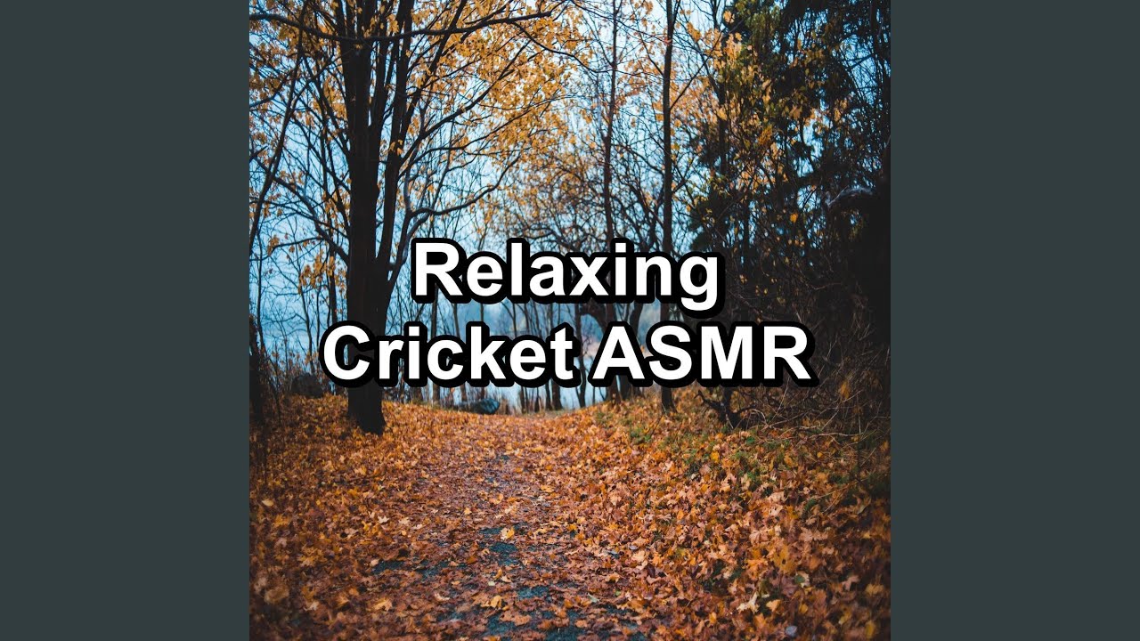 Forest Cricket Sound - YouTube