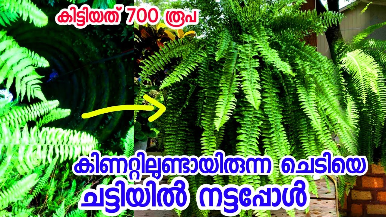 കിണറ്റിലെ കാട്ടു ചെടിയെ ചട്ടിയിലാക്കിയപ്പോഴുള്ള ഭംഗി കണ്ടോ ️|chedikal ...