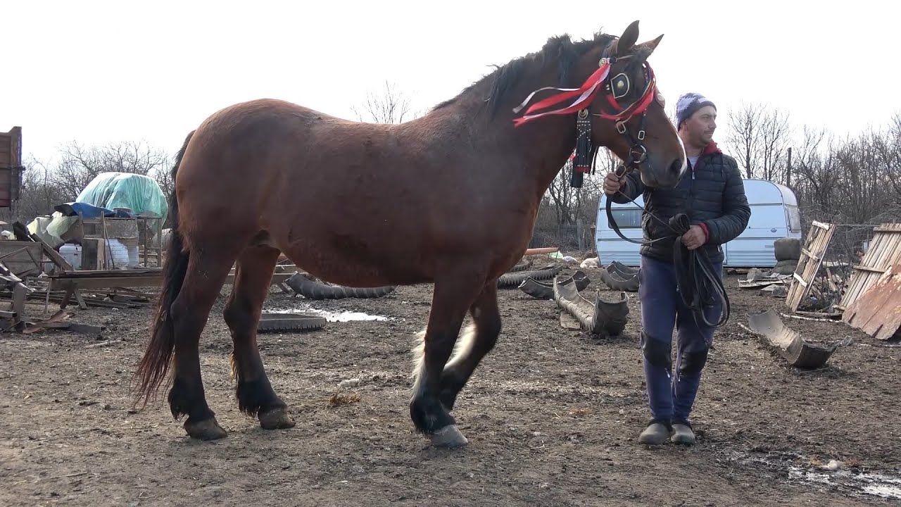 Caii lui Madalin si Denis de la Giurgiu - 2020 Nou!!! - YouTube