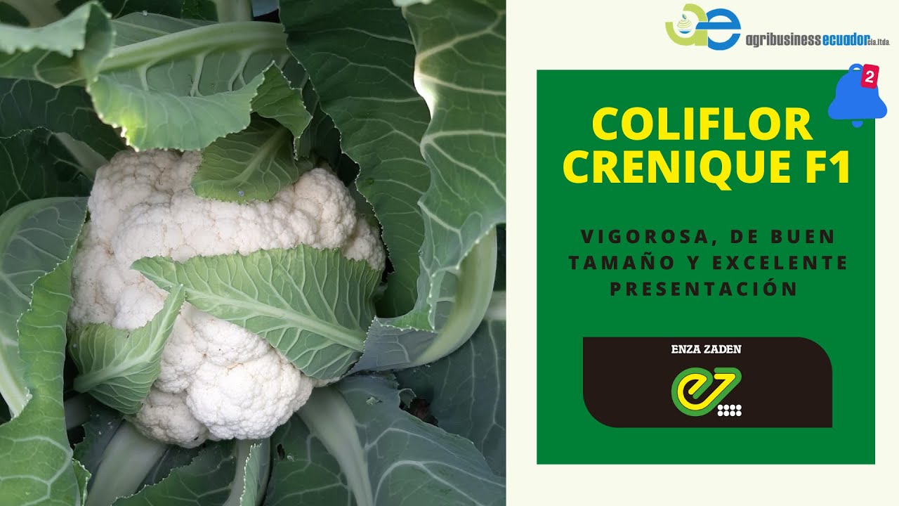 Cosecha de Coliflor Crenique F1 - YouTube