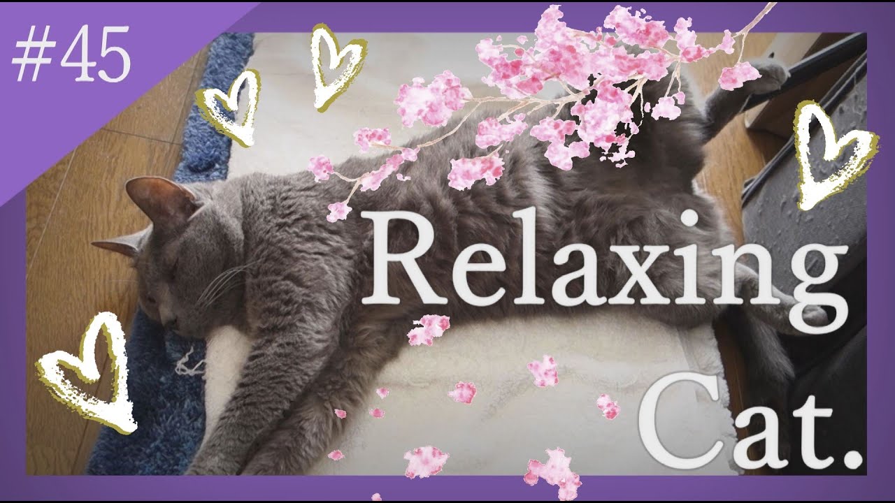 #45 Spending Time with Cats - 猫と一緒にいる時間 - Cat Documentary - YouTube