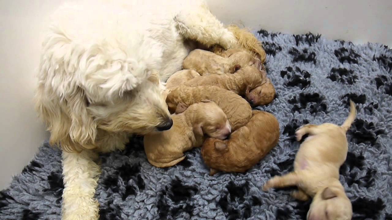 Wentwood - F2b Cockapoos (1st week) - YouTube