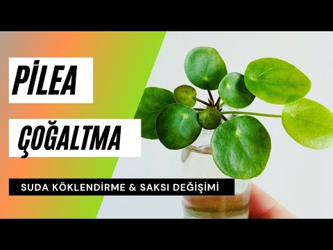 Pilea peperomioides Çoğaltma ve Saksı Değişimi | Suda Pilea Köklendirme