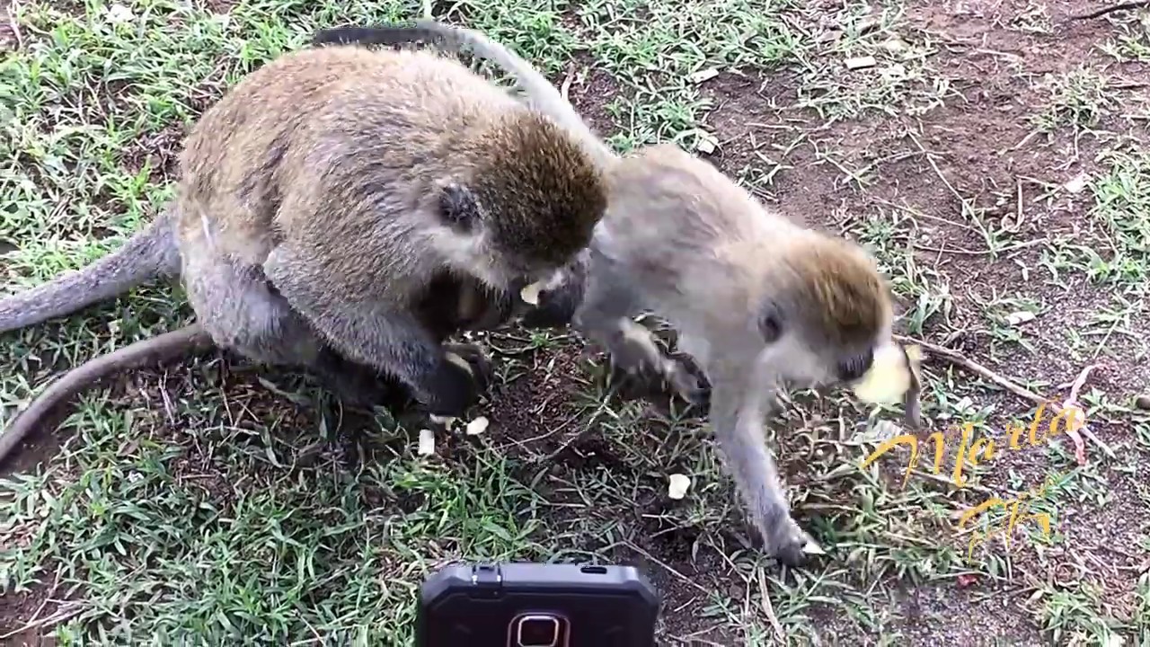 The hungry Monkeys - Marta PK Video - YouTube