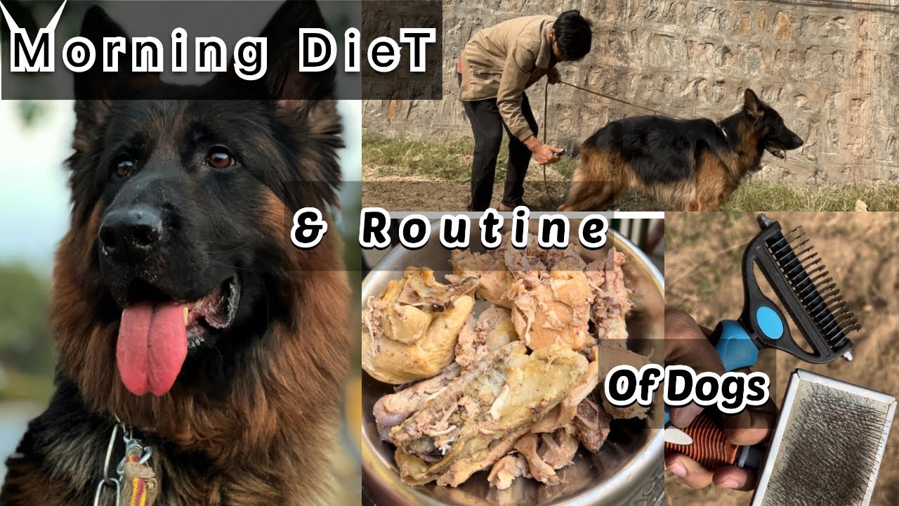 Best Morning Diet & Routine For Dogs - YouTube
