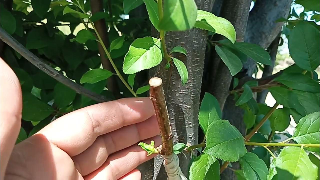 How To Graft Plum Tree | Multi Grafted Fruit Tree | Grafted Fruit Tree ...