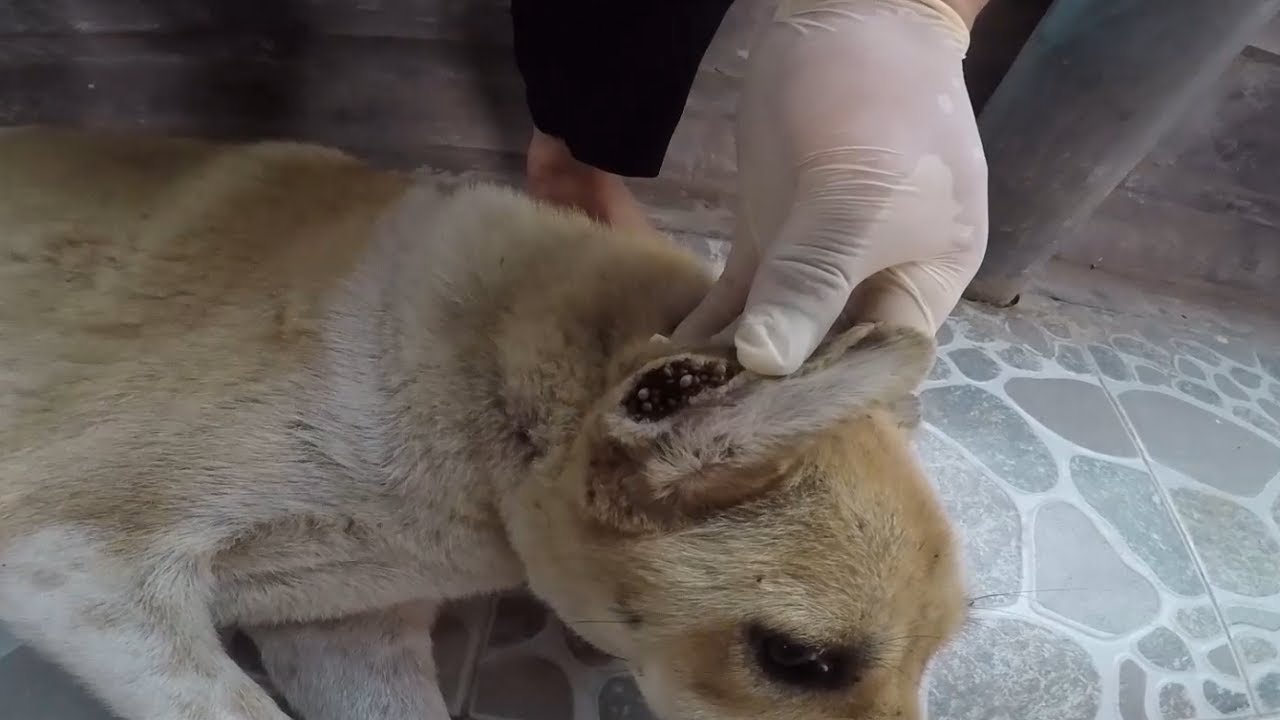 The dog has too many ticks on the ears, in the ears and in the crevices ...