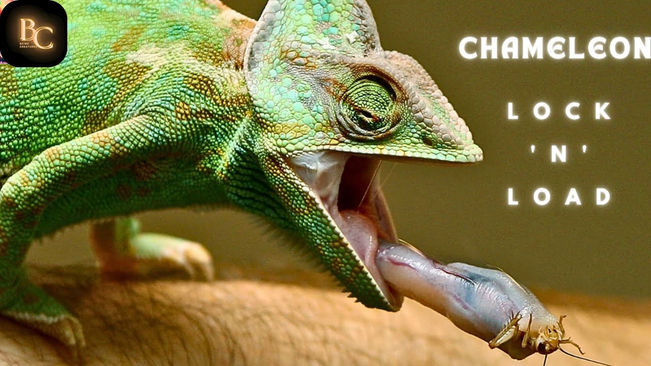 Chameleon Tongue|Chameleon Catching Prey|Slow-Mo Included - YouTube