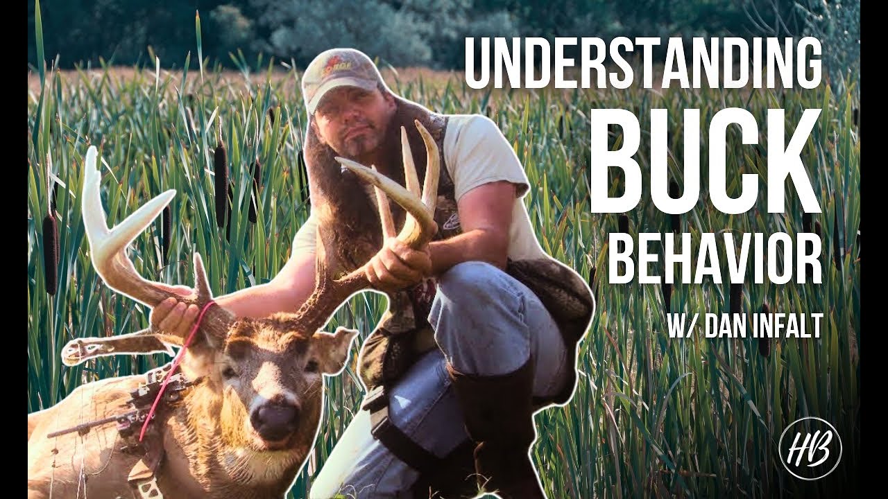 Understanding Buck Behavior with Dan Infalt - YouTube